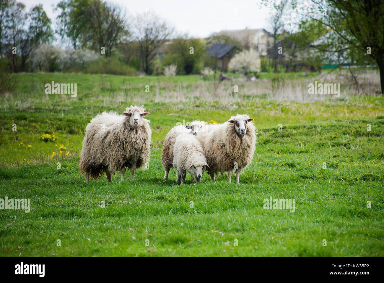 Grazing white sheep with black spots on their eyes. Herd of sheep on ...