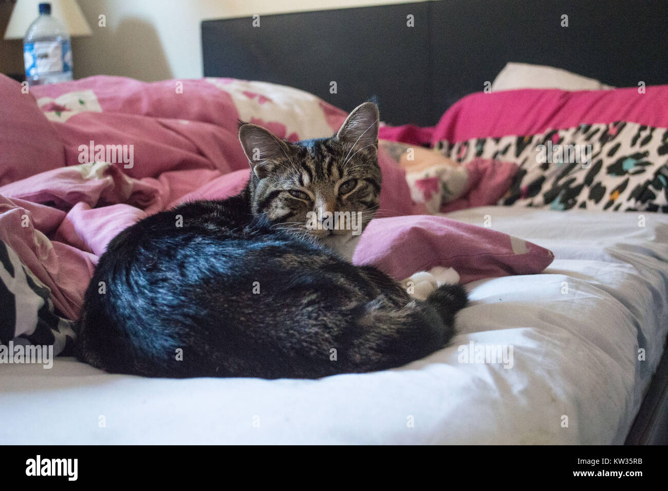 Beautiful tabby cat laying down on a bed with pink bed covers very ...