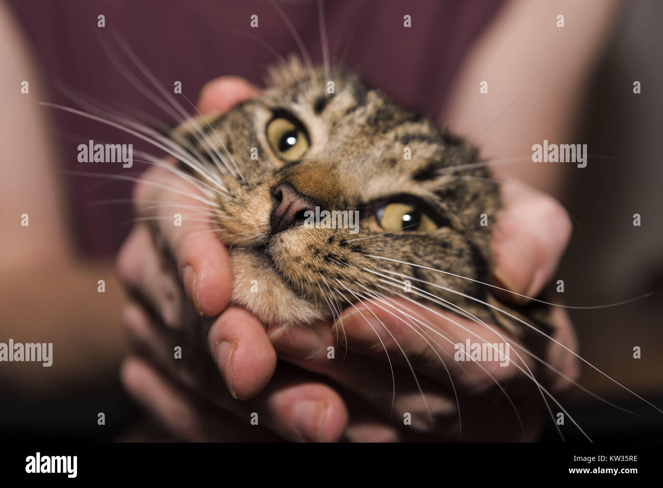 Beautiful tabby cat being held by the face by a man's hands with big ...