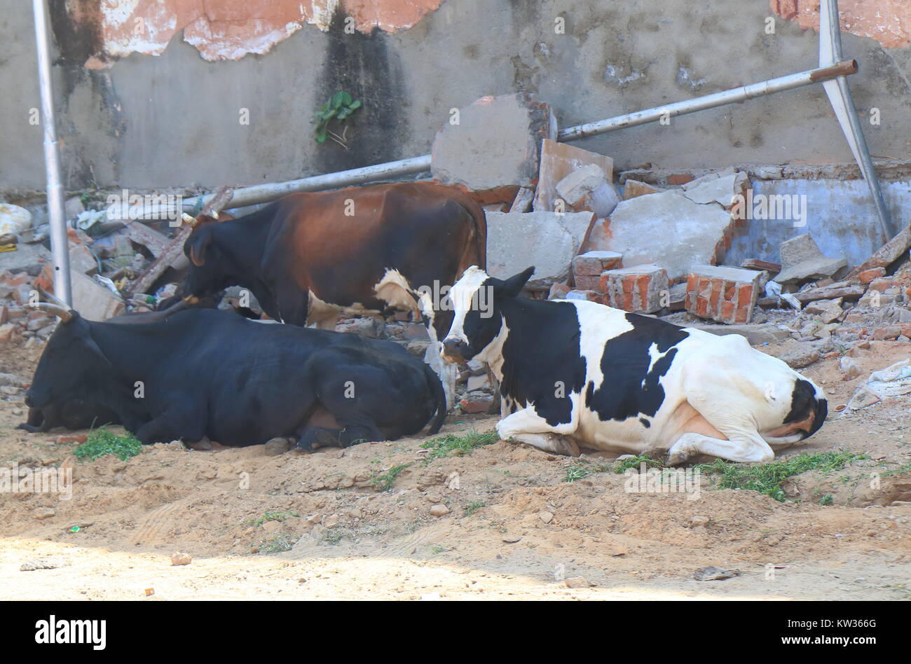 God cow hi-res stock photography and images - Alamy