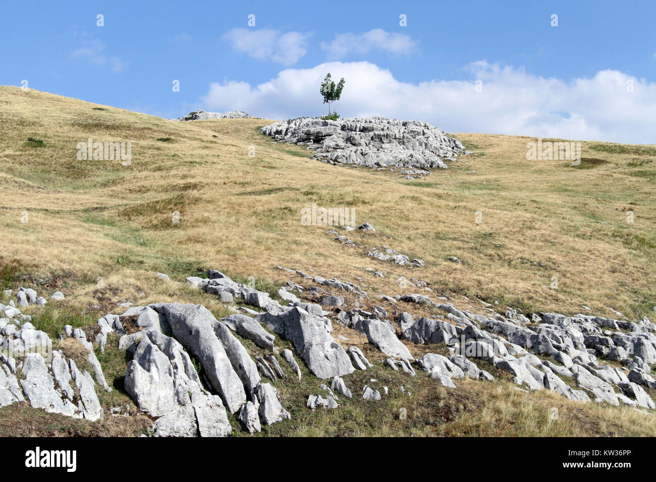 One tree on the rock slope of mount in Montenegro Stock Photo - Alamy