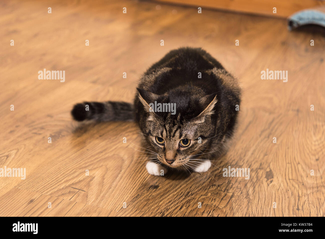 A relaxed tabby cat with white paws sitting in a hallway in a hunting ...