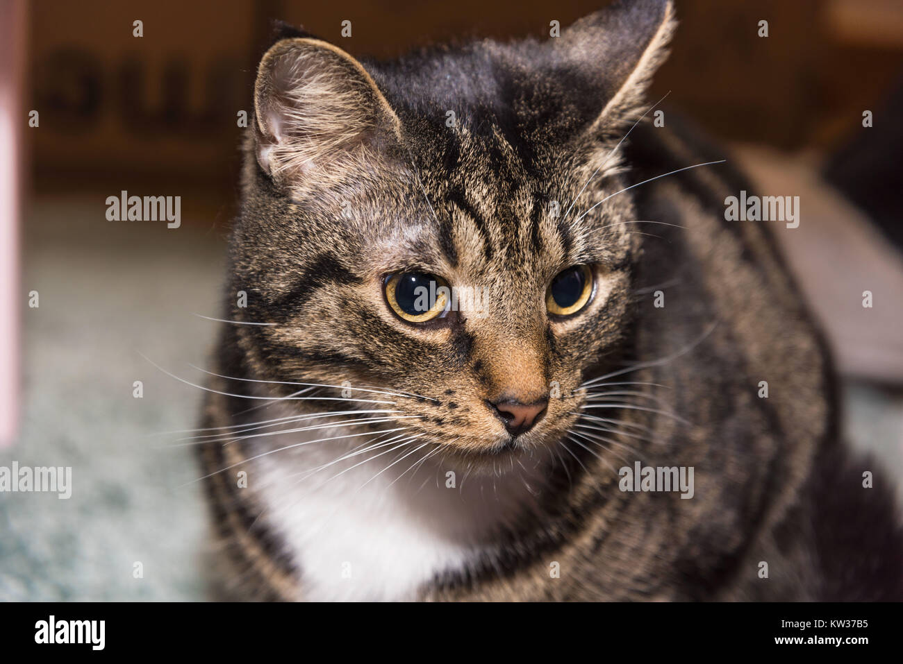 Cat ears hi-res stock photography and images - Alamy