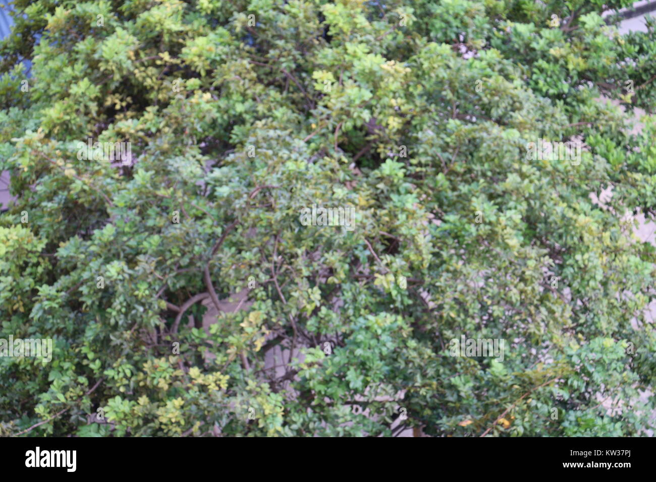 Trees background photo Stock Photo - Alamy