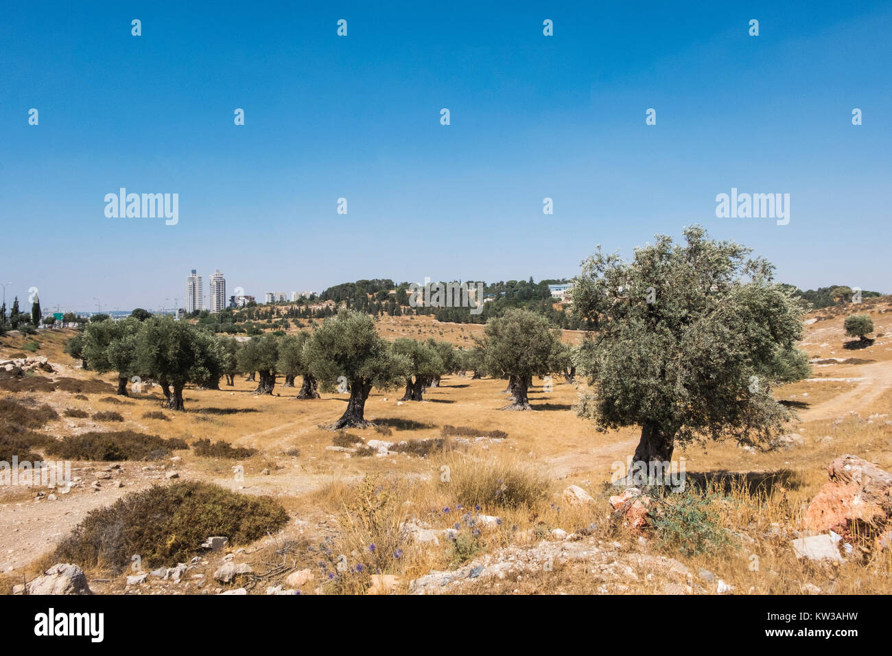 Jerusalem temple mount olive trees hi-res stock photography and images ...