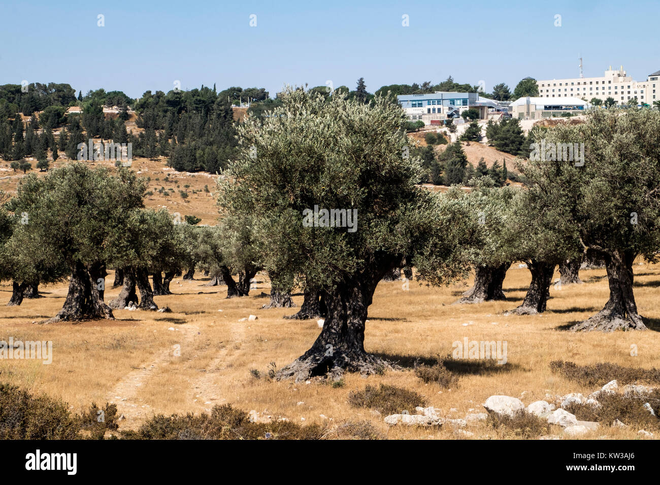 Jerusalem temple mount olive trees hi-res stock photography and images ...