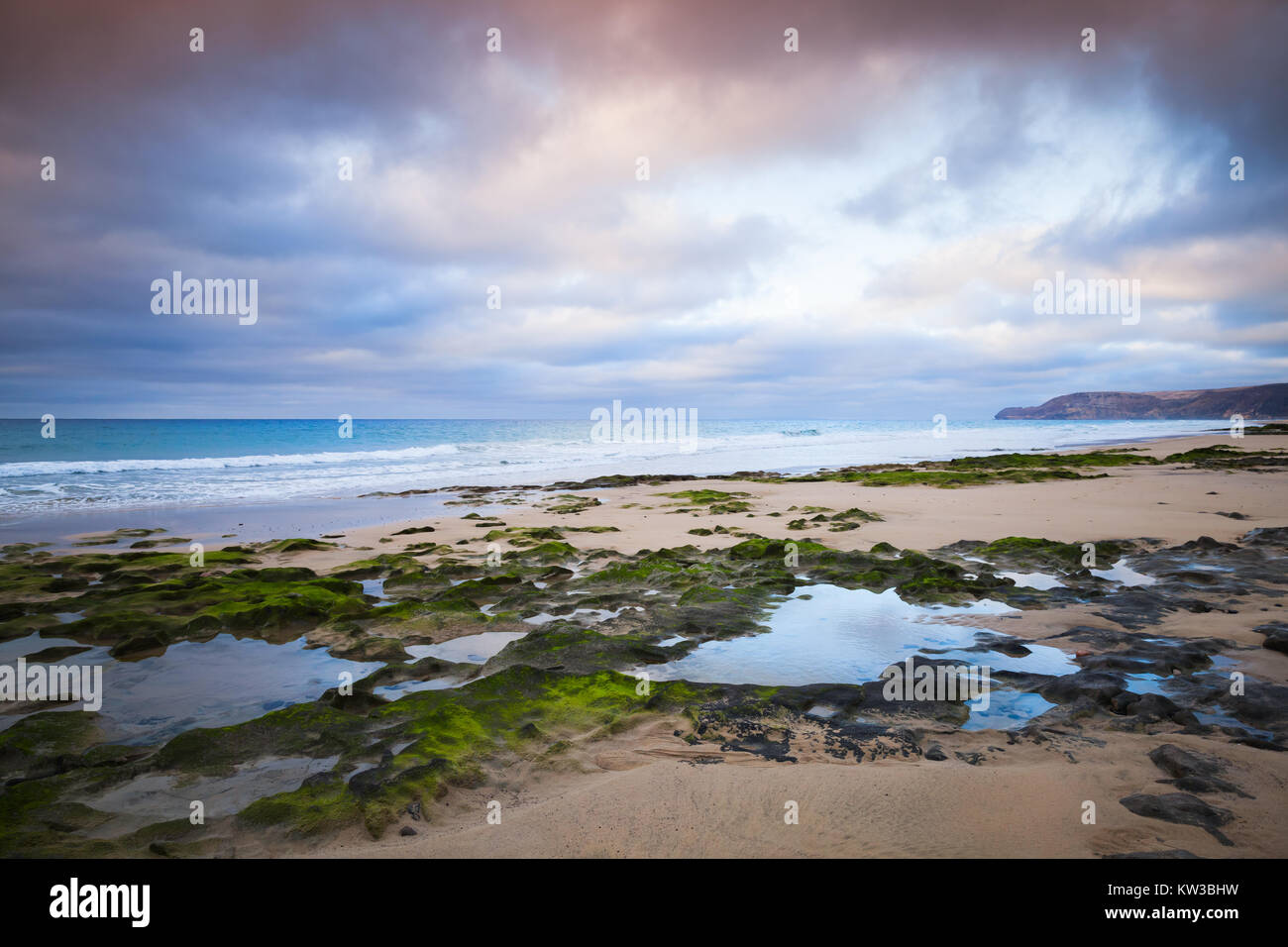Wet coastal stones with seaweed on the beach of Porto Santo island ...