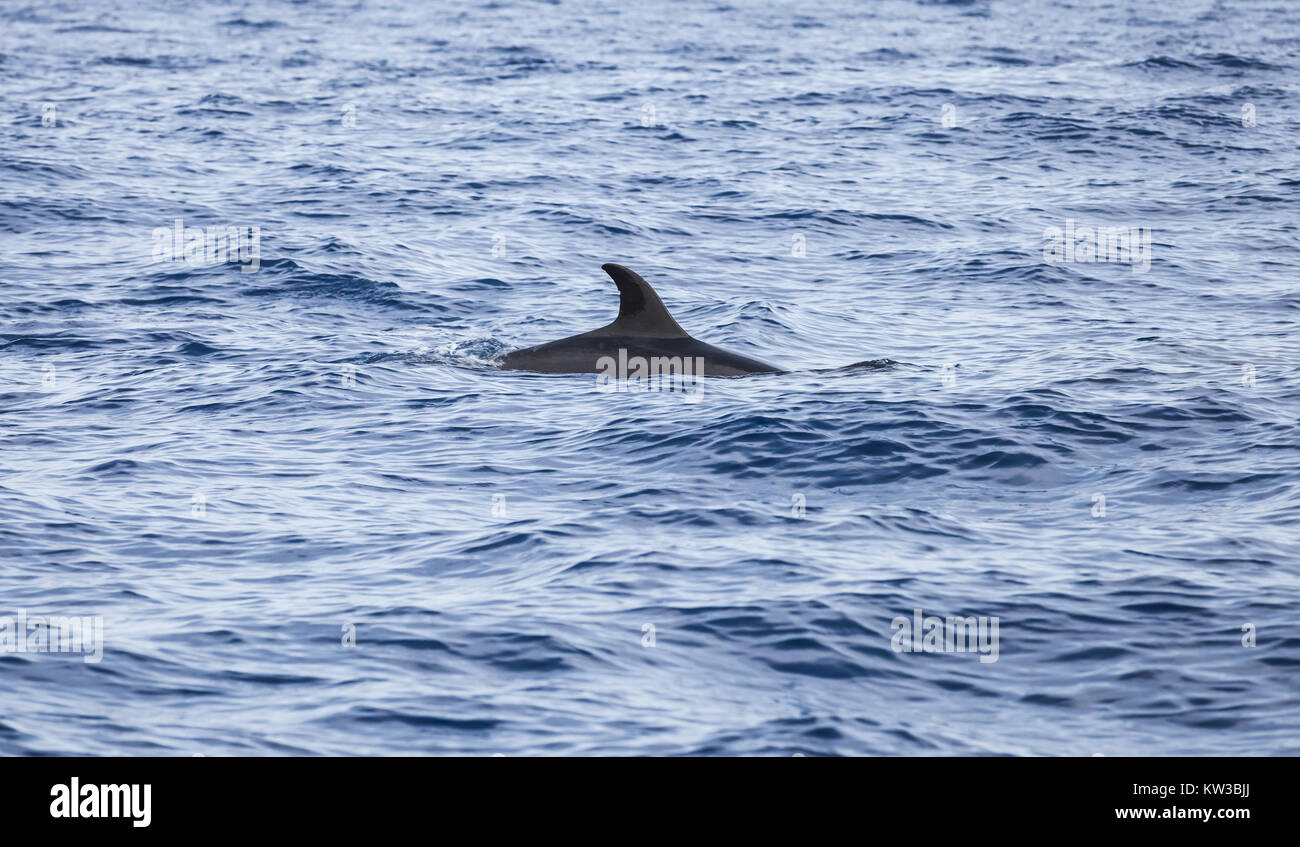 Back of common Dolphin swimming in Atlantic Ocean near Madeira Island ...