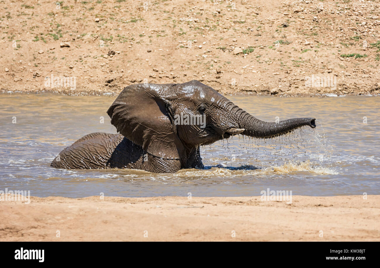 African savanna elephant water splash hi-res stock photography and ...