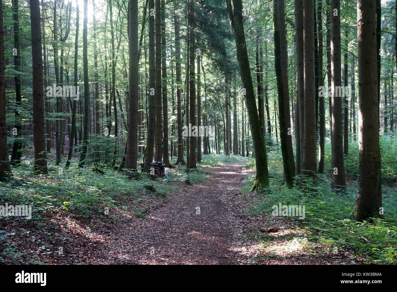 Wide footpath in the forest in Swabia, Germany Stock Photo - Alamy
