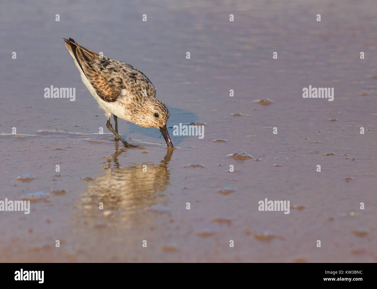 A Western Sandpiper on the beach in the water. The scientific name of ...
