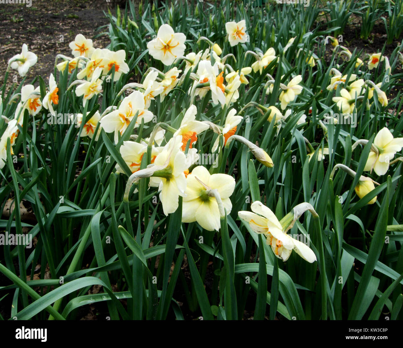Daffodils flower grow in the botanical garden Stock Photo - Alamy