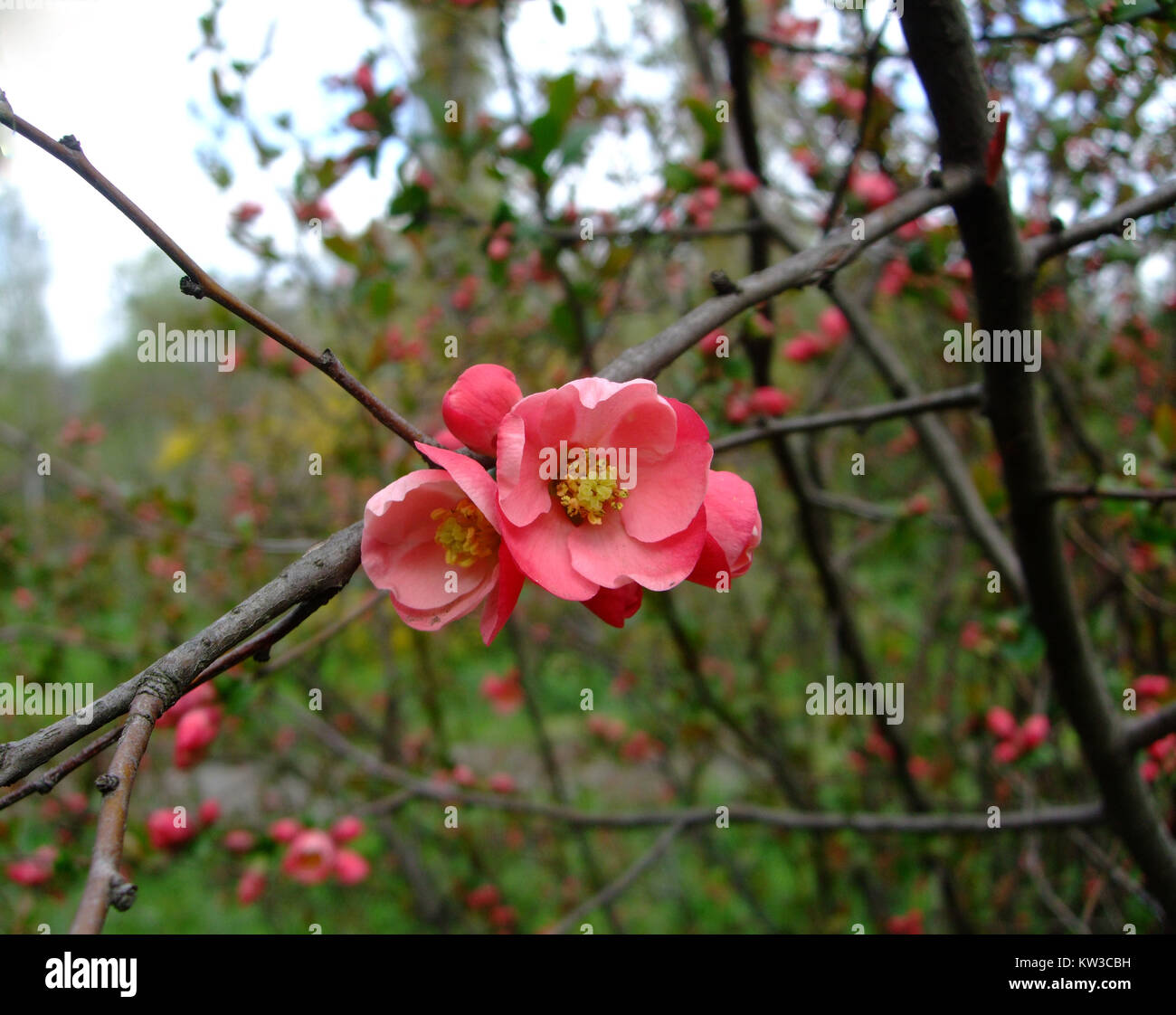 Apple blooms pink bunch in the garden Stock Photo - Alamy
