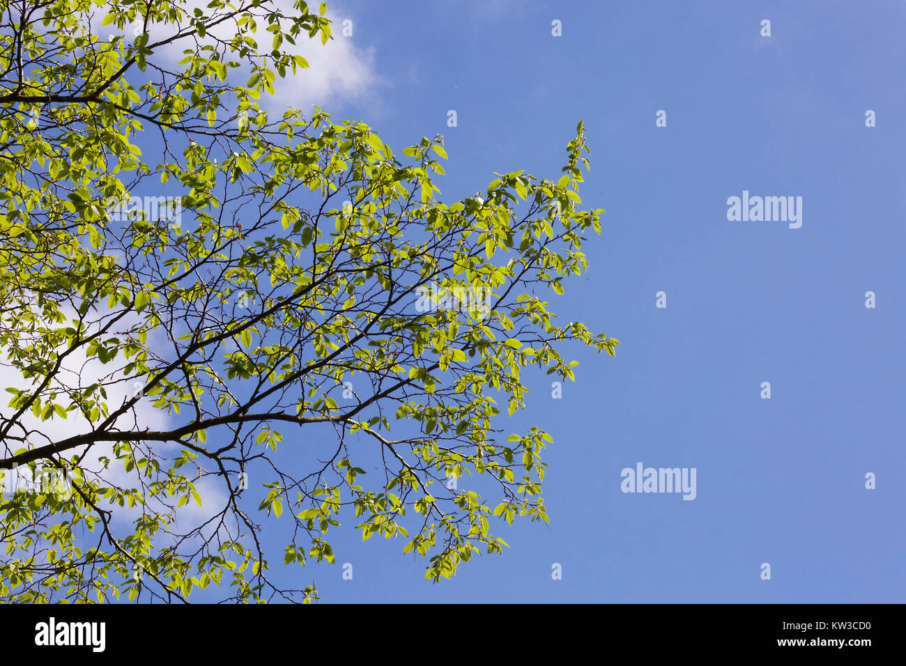 English springtime hi-res stock photography and images - Alamy