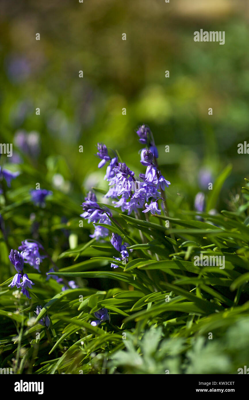 Bluebells in english garden hi-res stock photography and images - Alamy