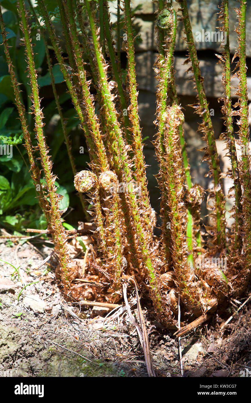New fern shoots Stock Photo - Alamy