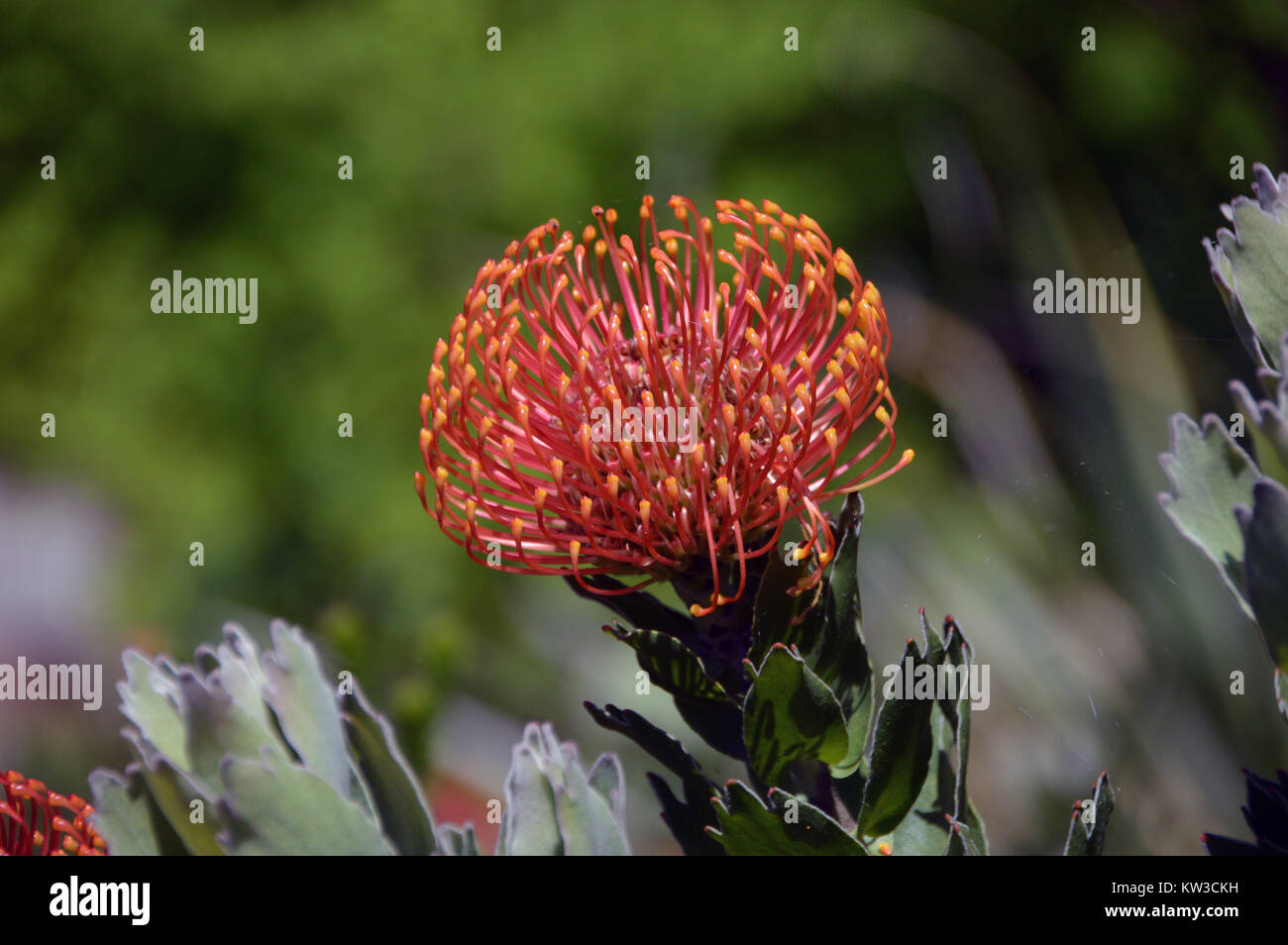 Proteaceae hi-res stock photography and images - Alamy