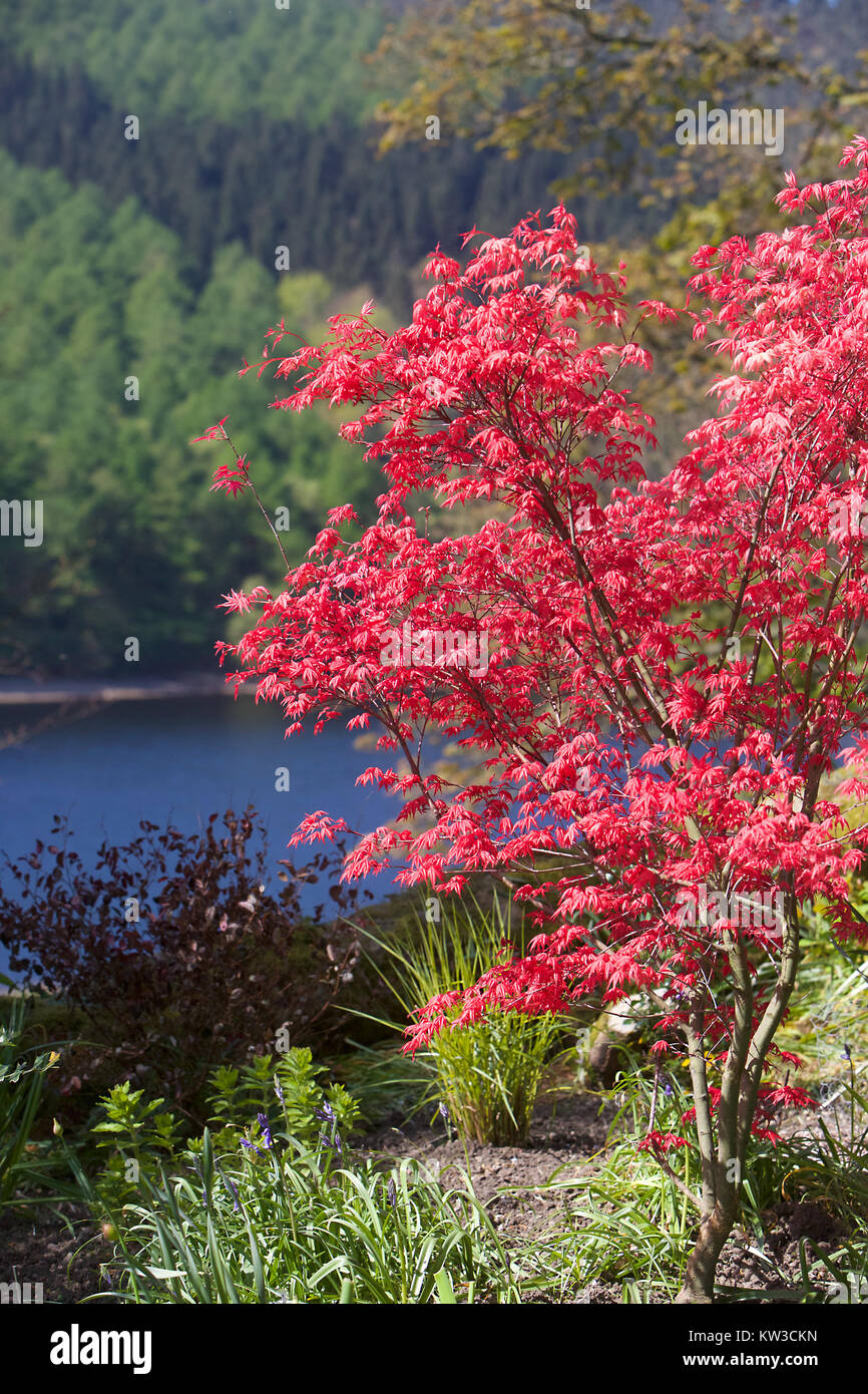 Red Tree overlooking English Reservoir Stock Photo - Alamy