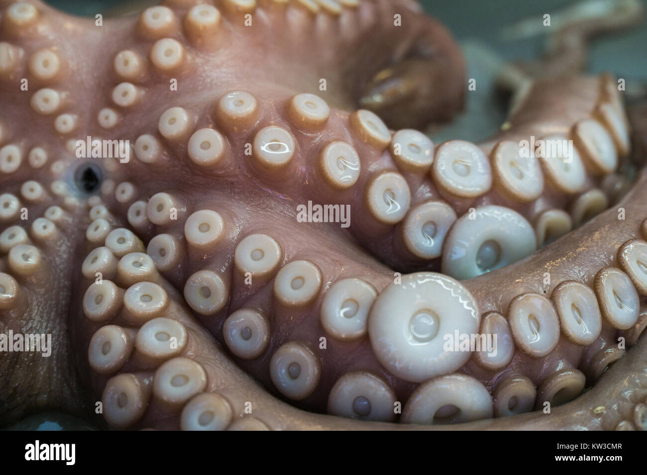 Octopus close up hi-res stock photography and images - Alamy