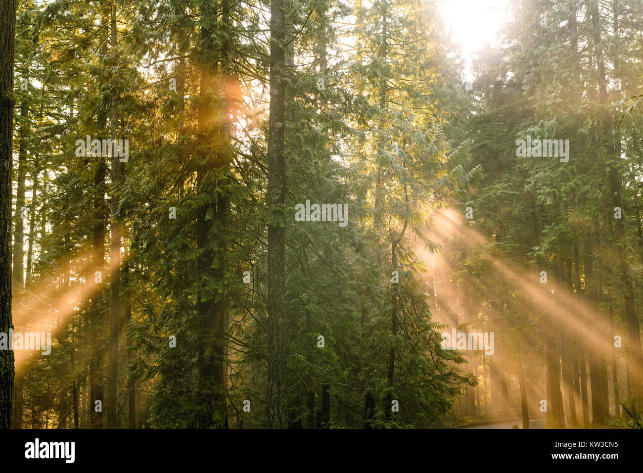 Sun rays break through fog and mist in in the woods in Lynn Canyon Park ...