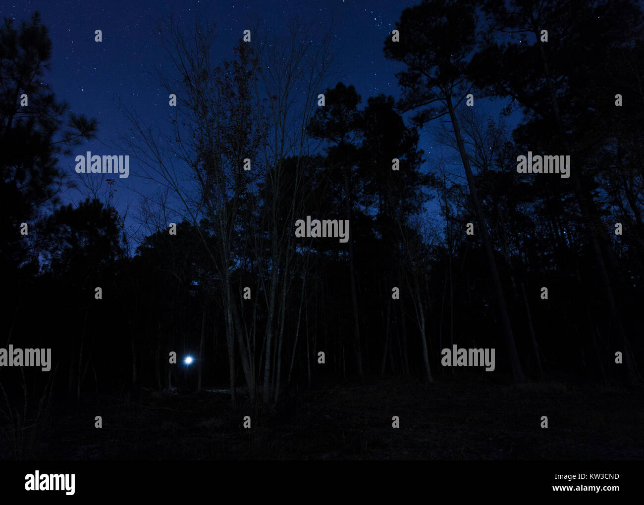 Stars above a dark line of trees with a flashlight Stock Photo - Alamy