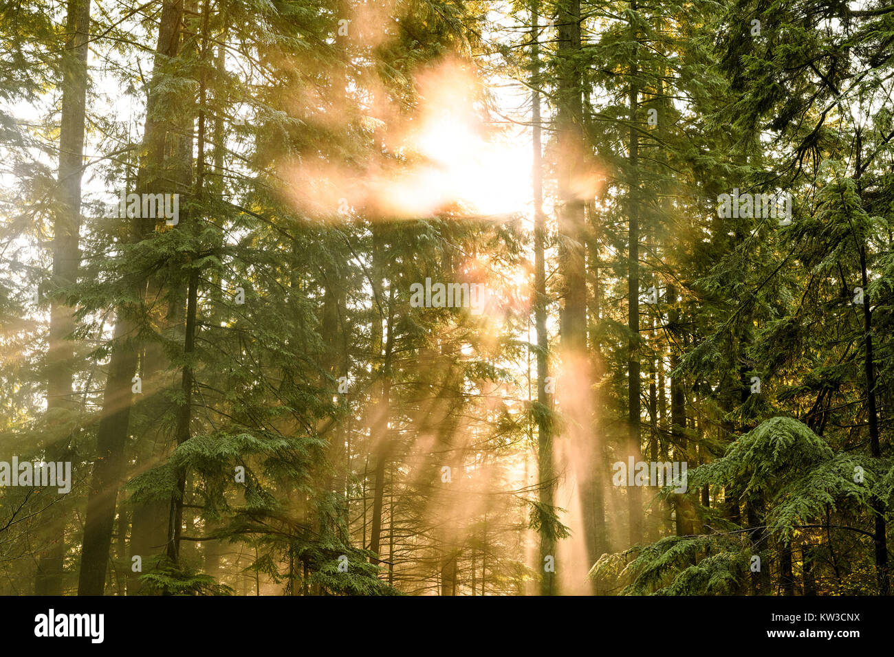 Sun rays break through fog and mist in in the woods in Lynn Canyon Park ...