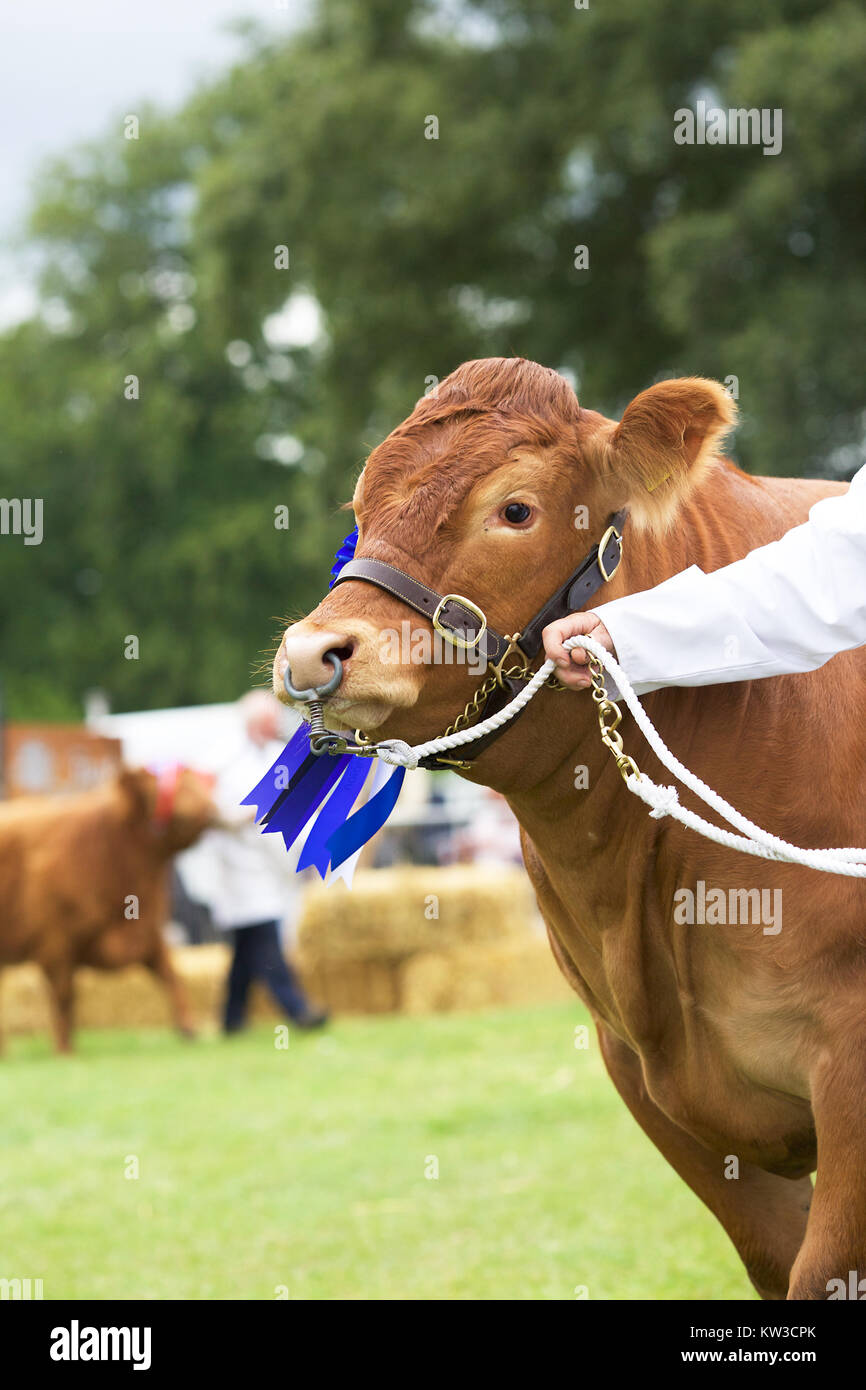 Cattle uk show rosette hi-res stock photography and images - Alamy