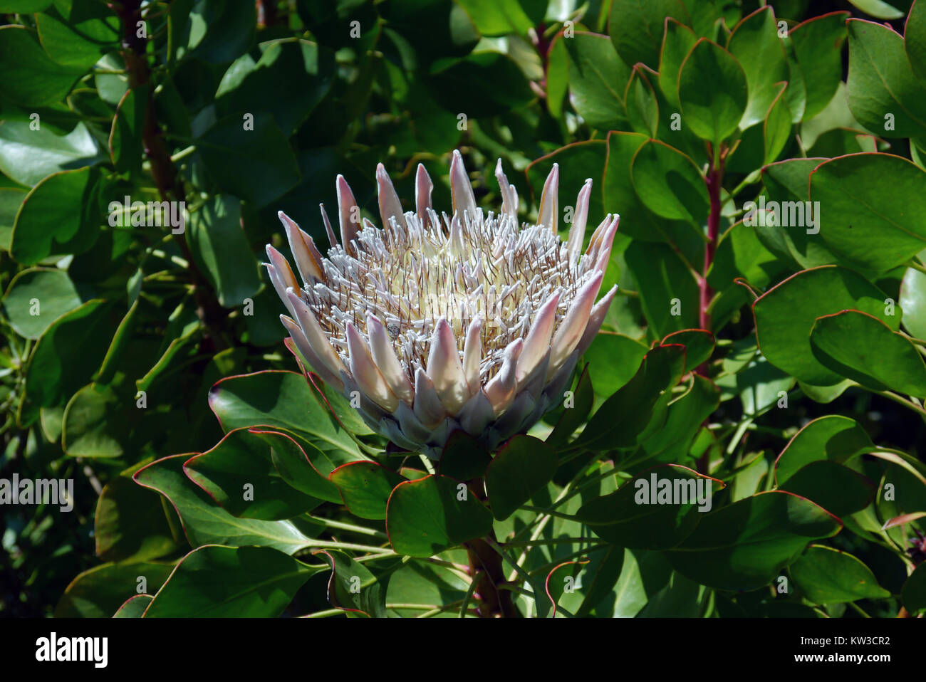 Single Common Protea (Sugerbush) Flower grown in a Border at Abbey ...