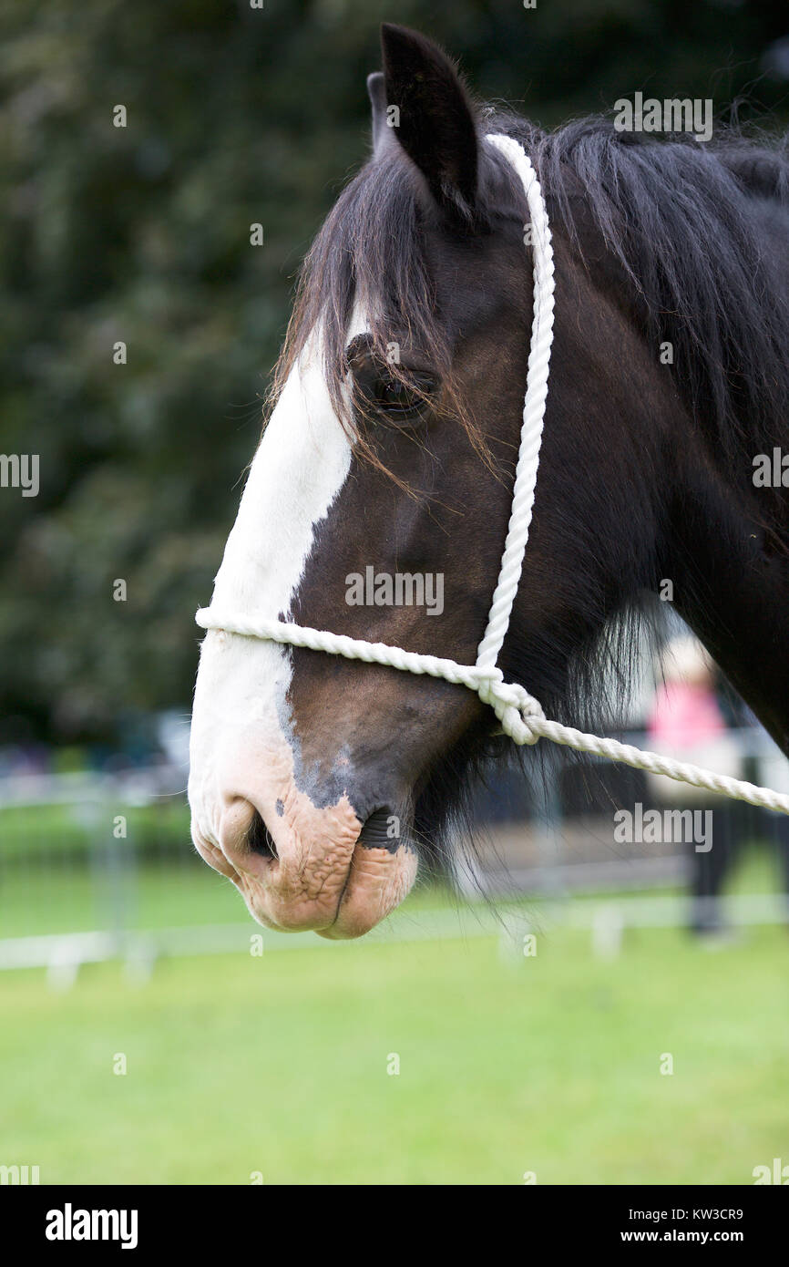 Working shire horse hi-res stock photography and images - Alamy