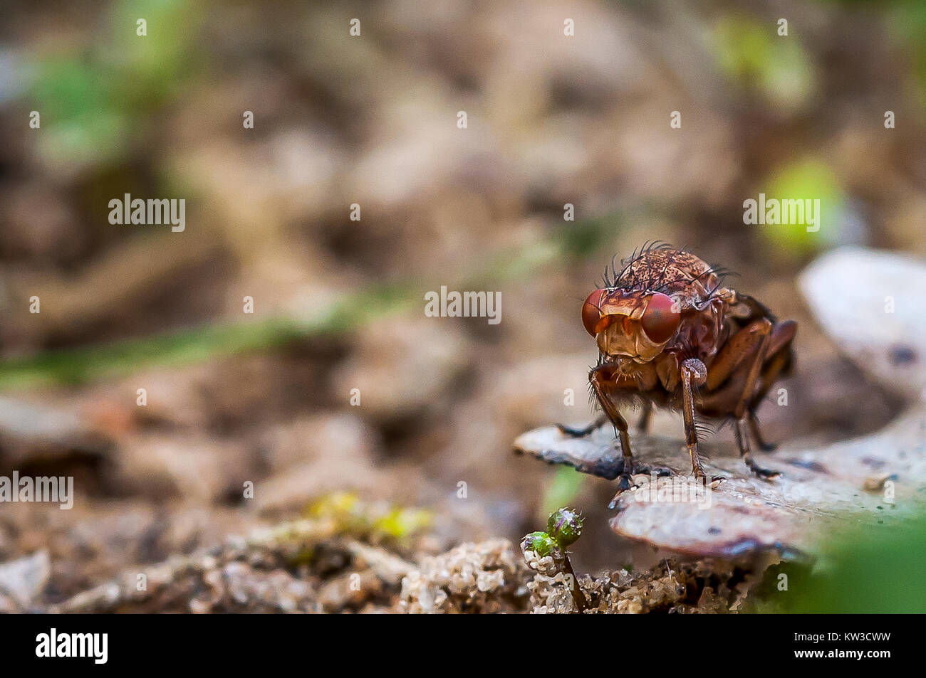 A picture of a truffle fly , Provence, France Stock Photo - Alamy