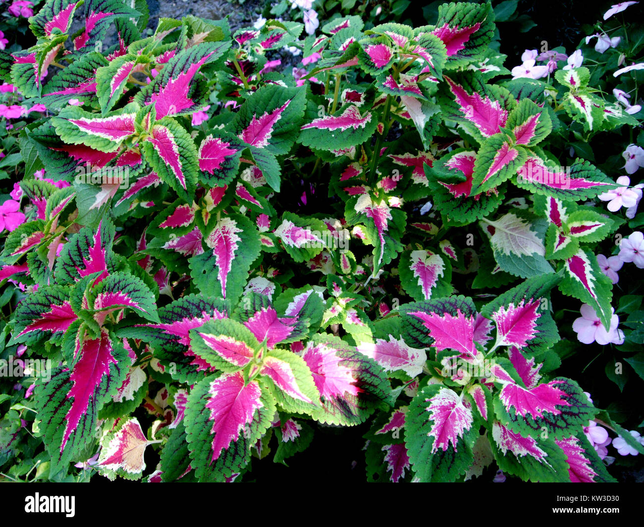 Red green leaves of flowers grown in spring botanical garden Stock ...