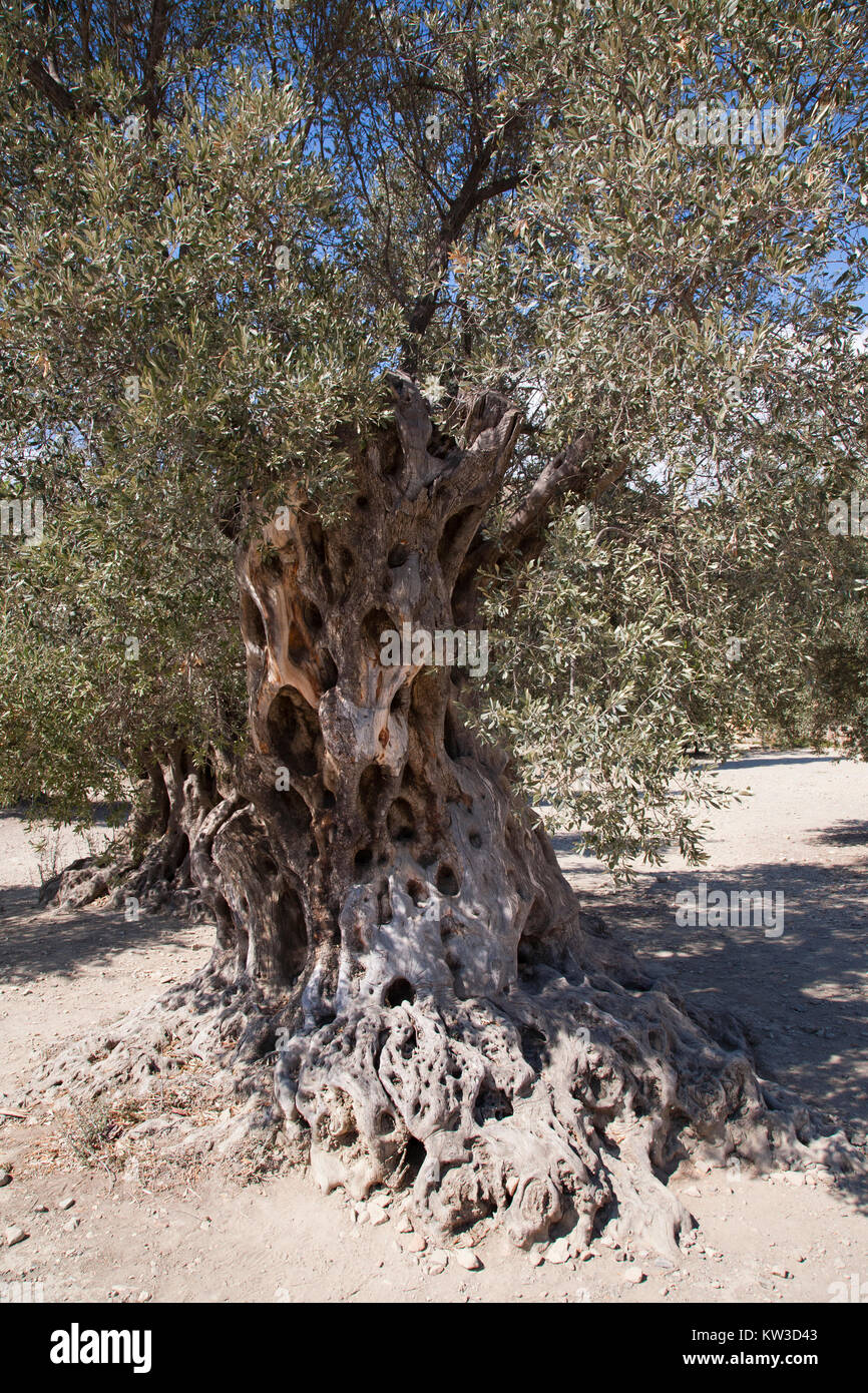 Old olive tree in the archaeological site of Gortyna, Crete island ...