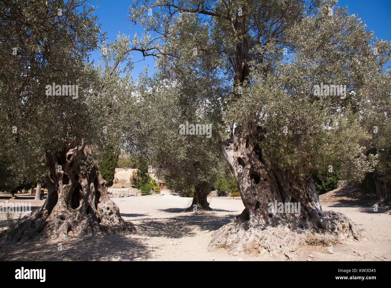 Old olive tree in the archaeological site of Gortyna, Crete island ...