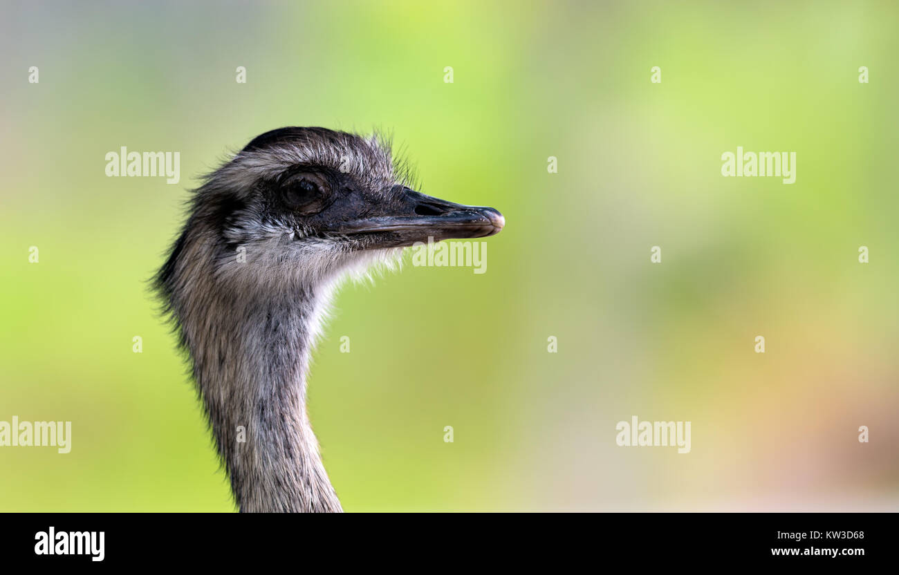 Greater Rhea (Rhea americana Stock Photo - Alamy