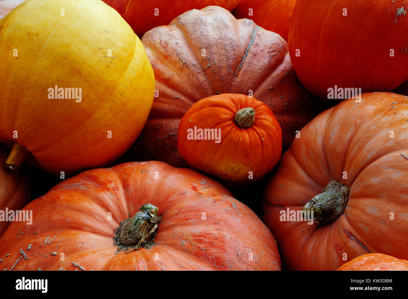 Atlantic giant pumpkin hi-res stock photography and images - Alamy
