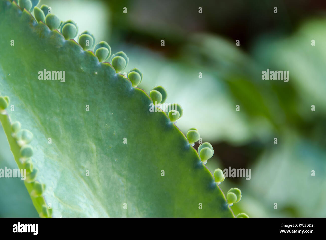 green backgrounds leafage succulent cactus leaves and leaves generic ...
