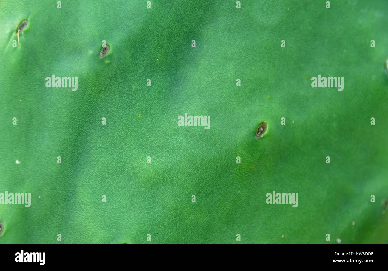 green backgrounds leafage succulent cactus leaves and leaves generic ...