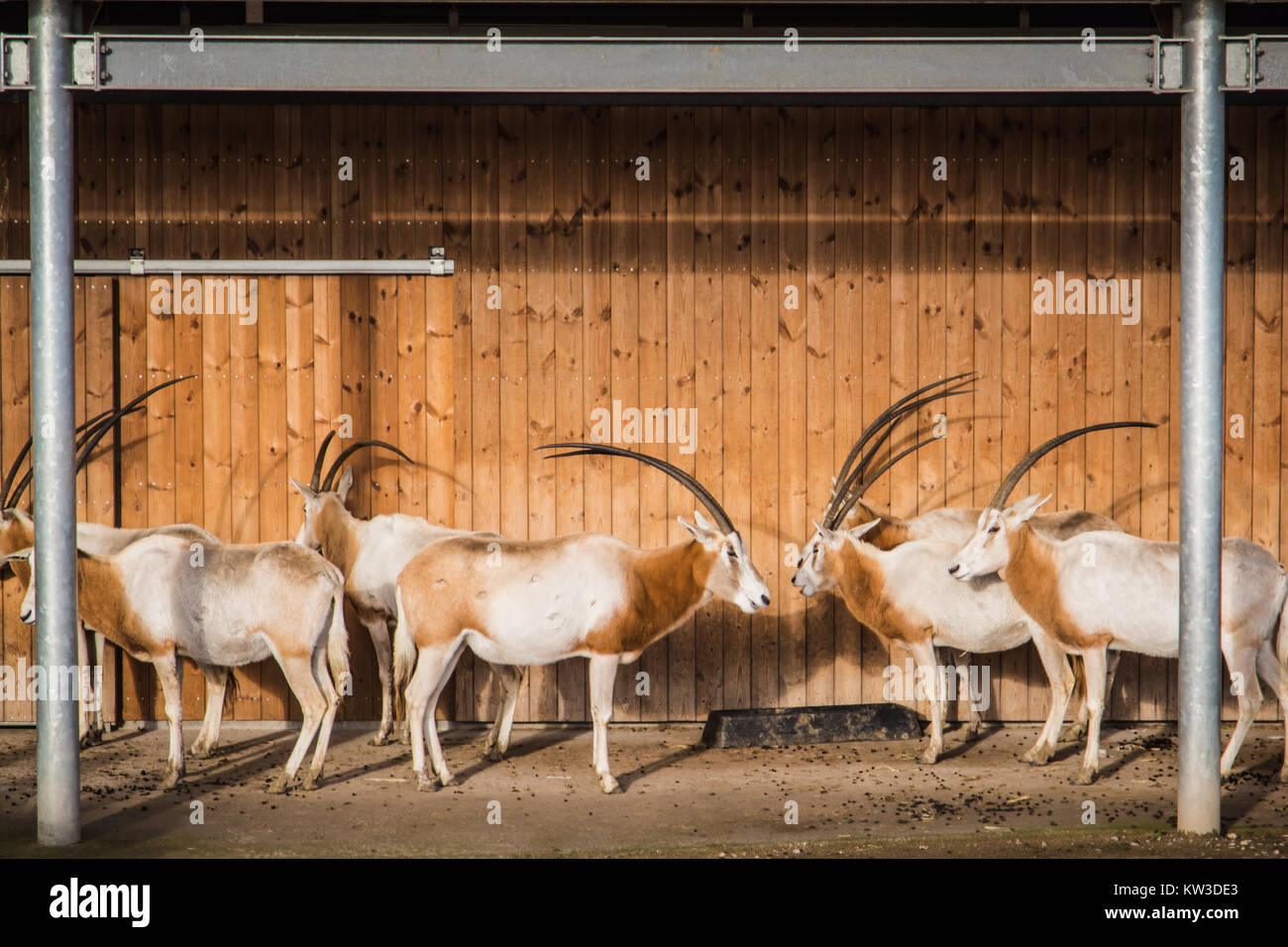 Marwell wildlife hi-res stock photography and images - Alamy