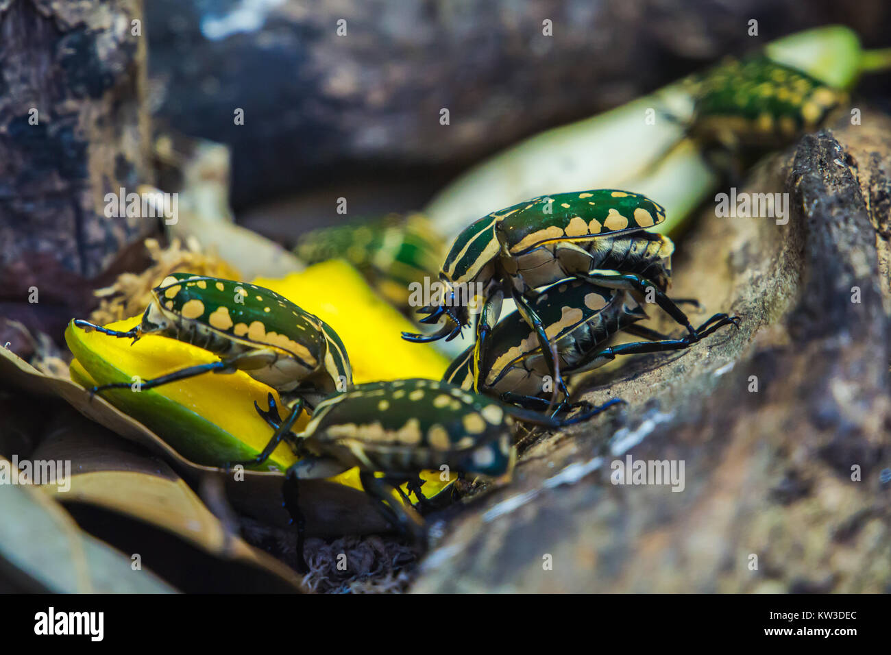 Goliath beetle hi-res stock photography and images - Alamy