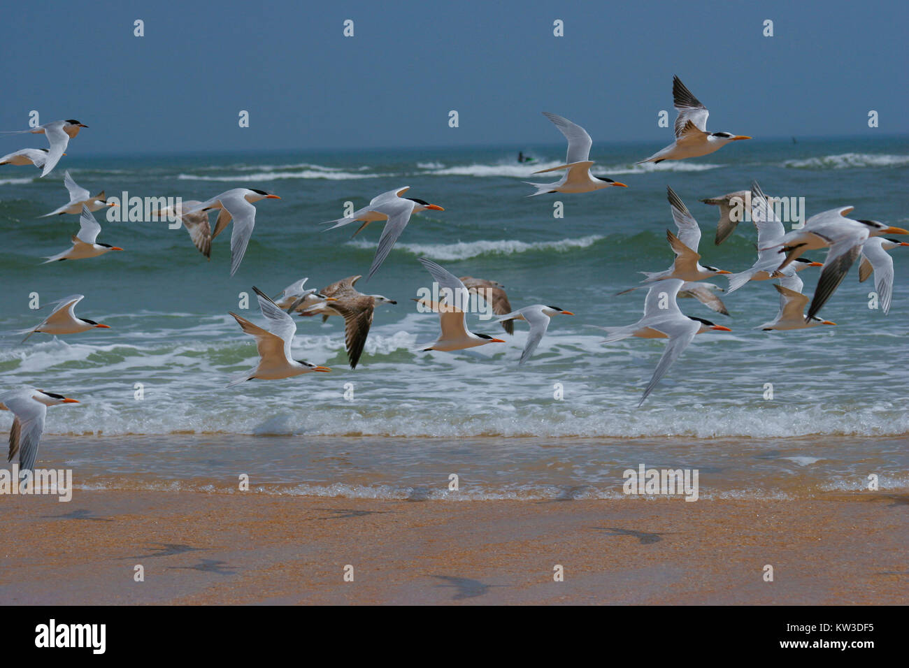 A large flock of birds soaring over a Florida beach Stock Photo - Alamy