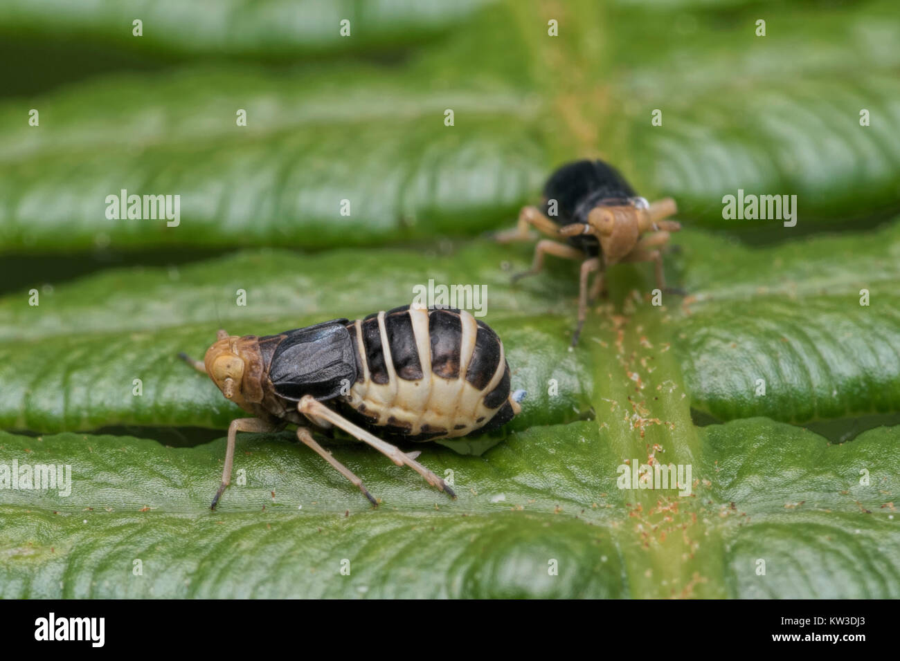 Species of planthoppers hi-res stock photography and images - Alamy