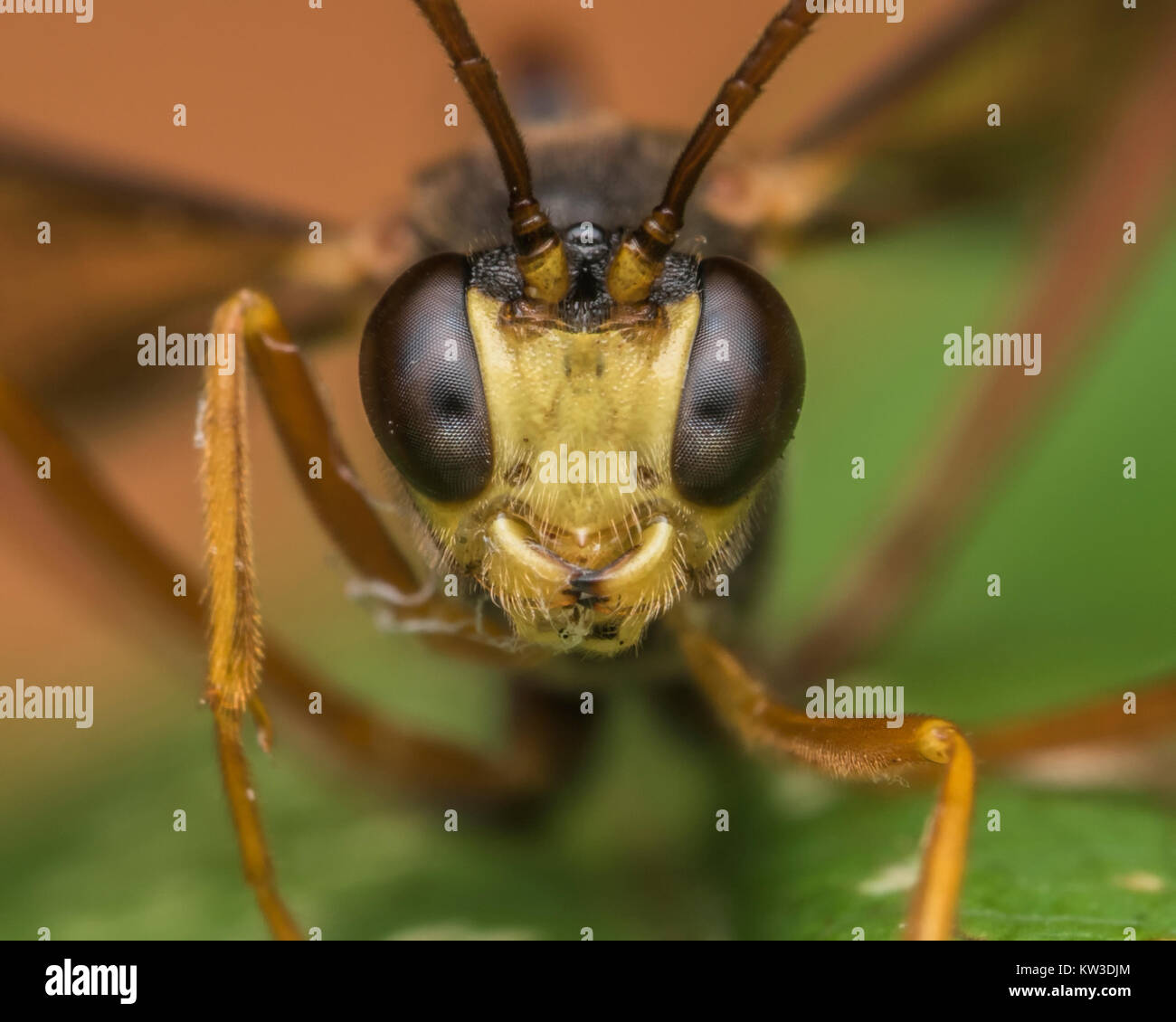 Ichneumonidae wasps hi-res stock photography and images - Alamy