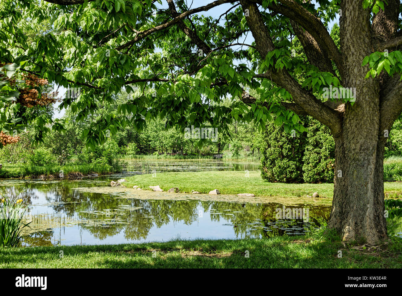 Pond under green tree surrounded with lush grass during spring Stock ...
