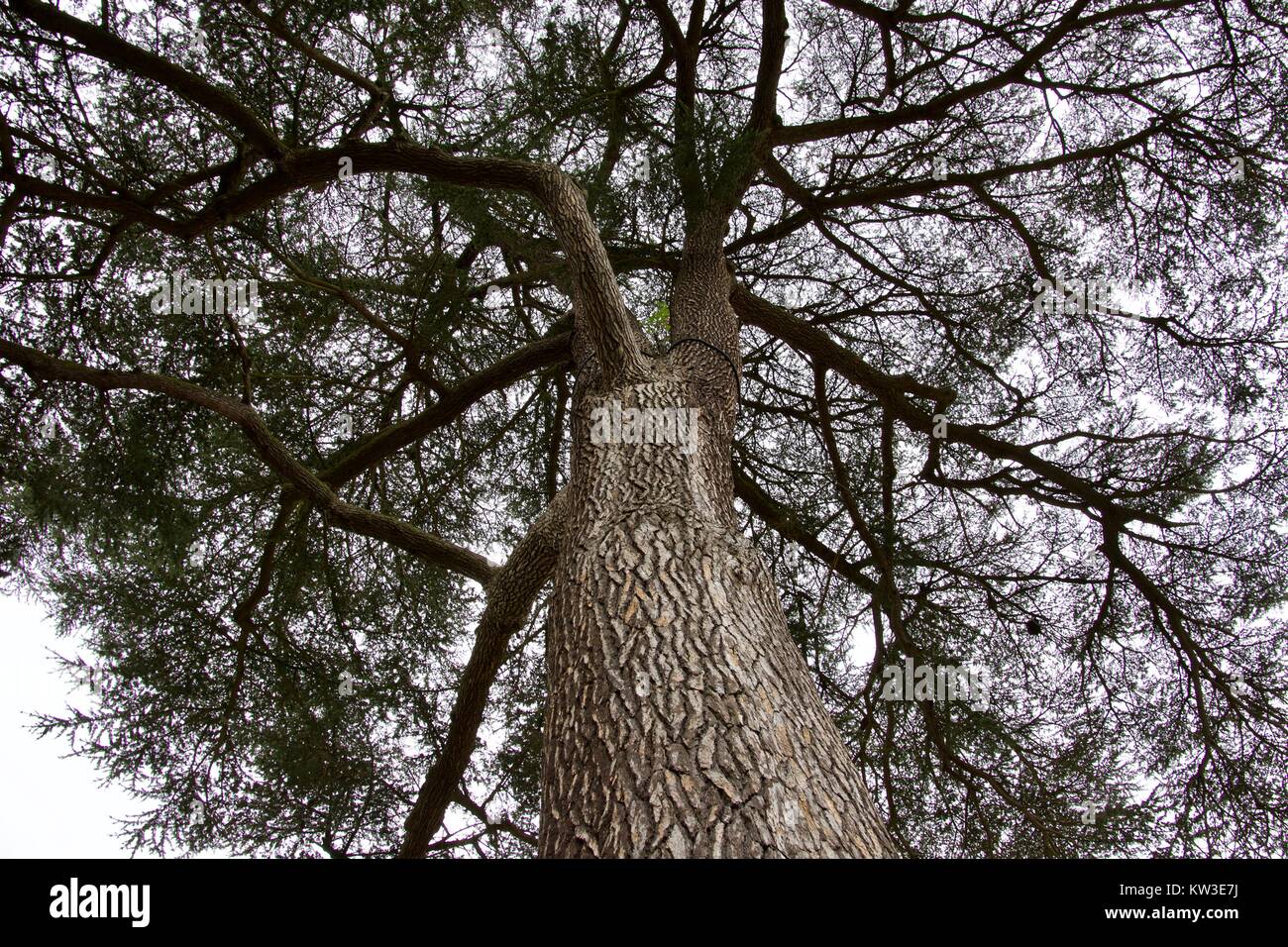 Tree canopy from below hi-res stock photography and images - Alamy
