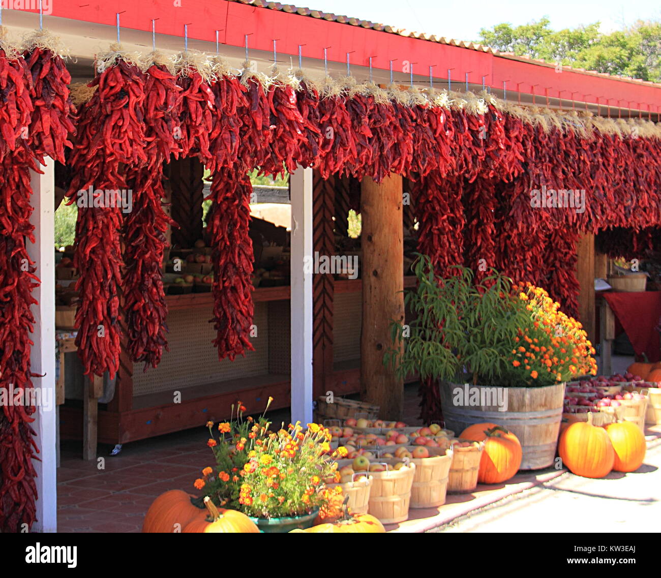 Mexico chili pepper farmer hi-res stock photography and images - Alamy