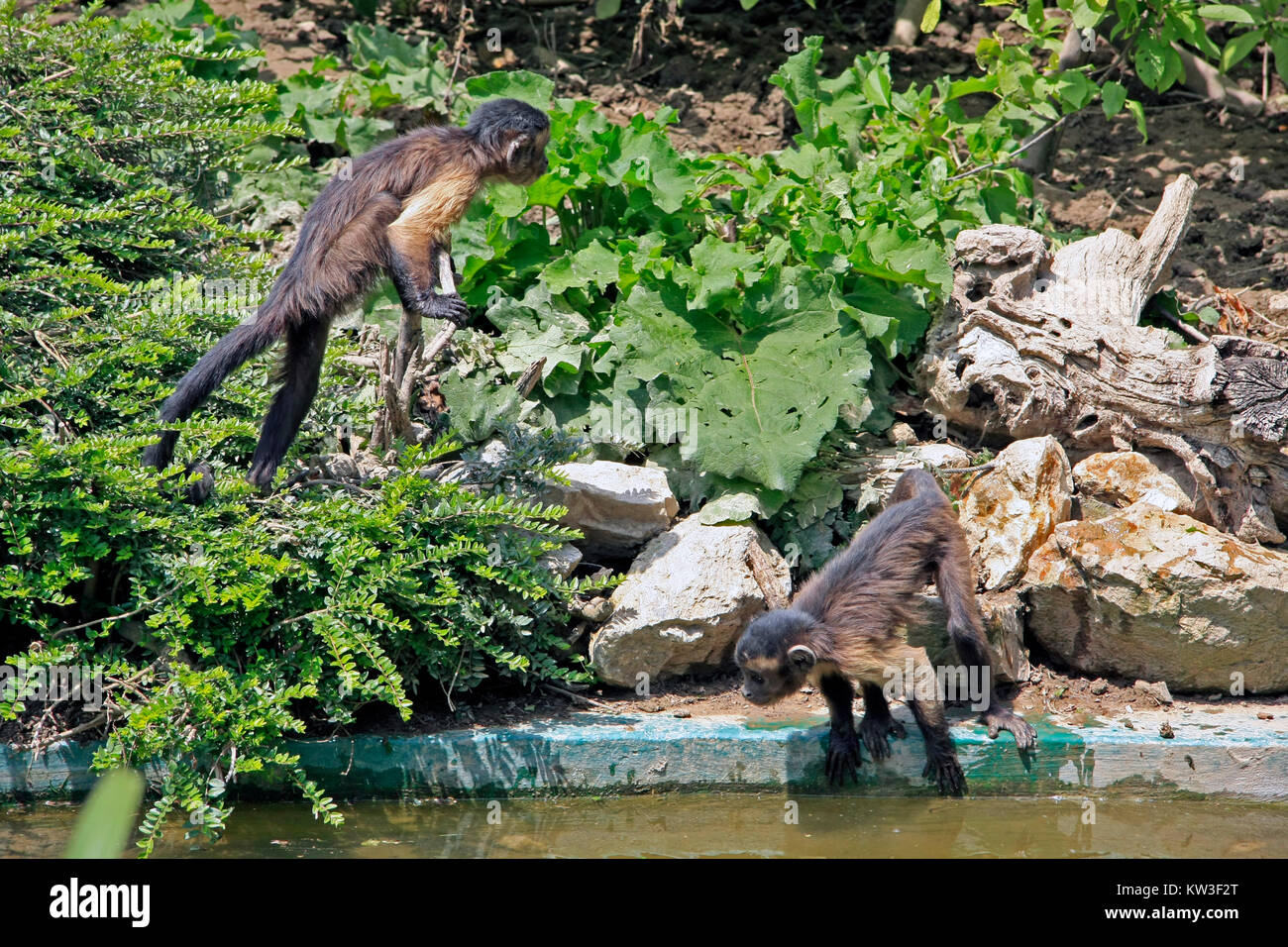 Monkey bussiness in the zoo Stock Photo - Alamy