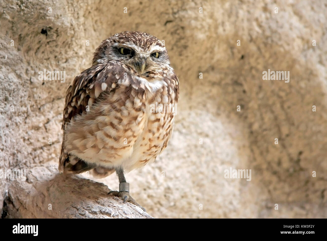 Little hawk standing on one leg with the ring on Stock Photo - Alamy
