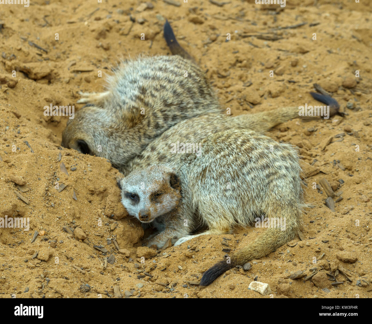 Monarto zoo hi-res stock photography and images - Alamy