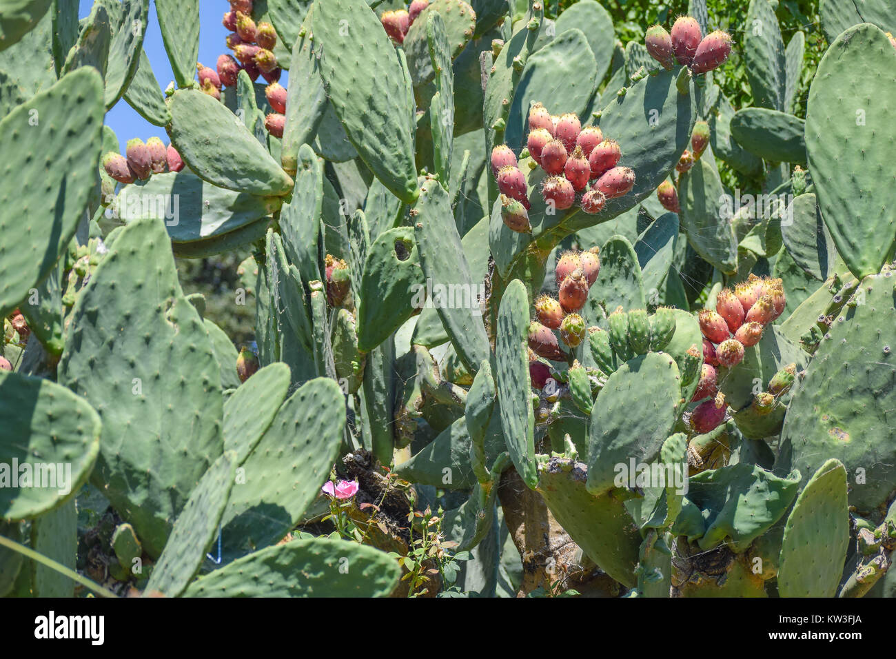 Isolated, close-up of a Prickly Pear Cactus with lots of pink prickly ...