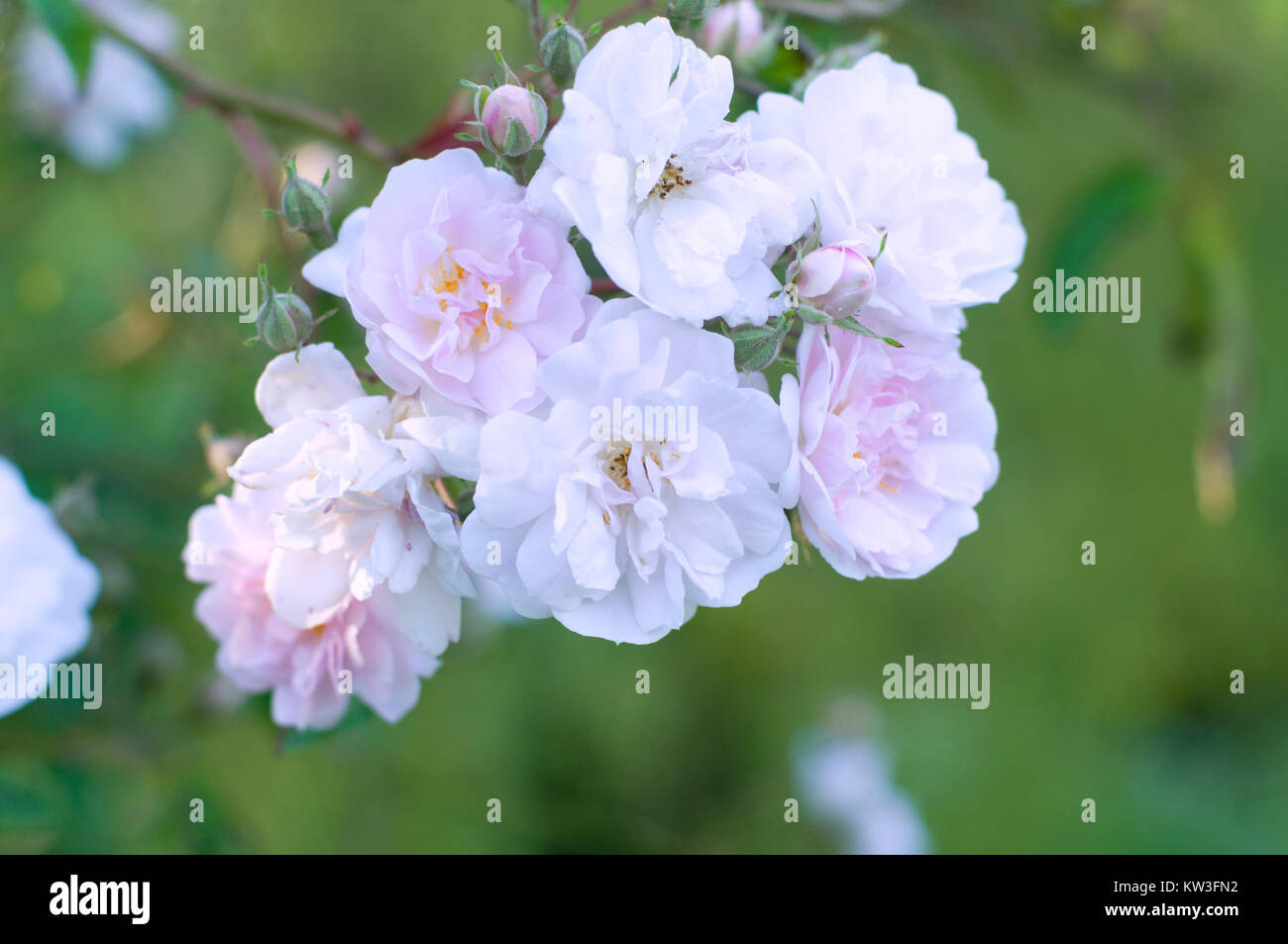 clusters of pink white climbing roses Stock Photo - Alamy